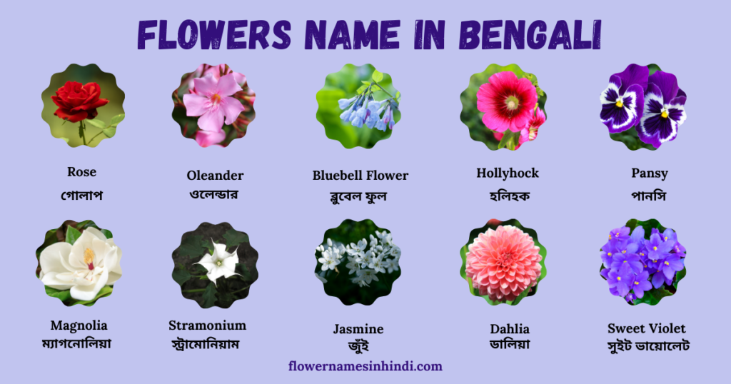 100 Flower Names In Bengali With Meaning Pictures 100 Flower Names In Bengali With Meaning Pictures