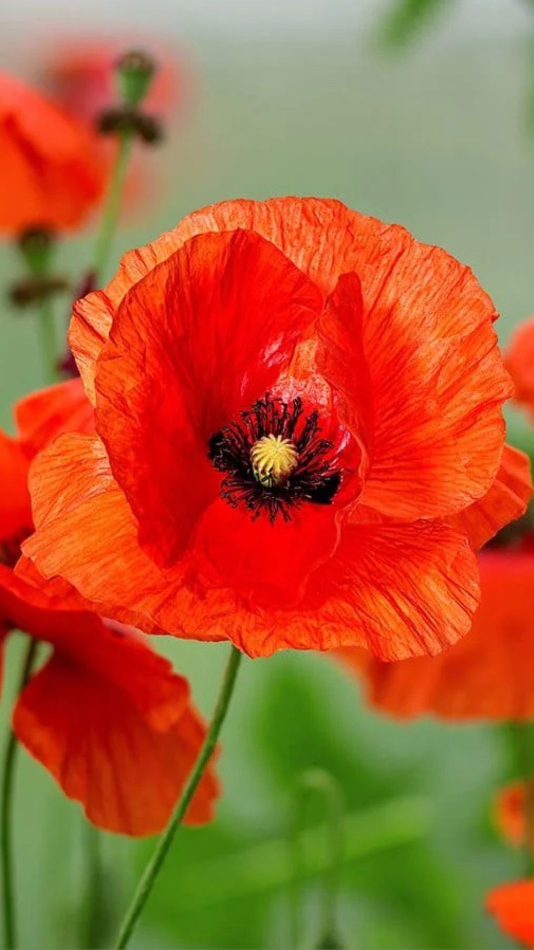 Discover the Secrets Behind Your Birth Month Flowers