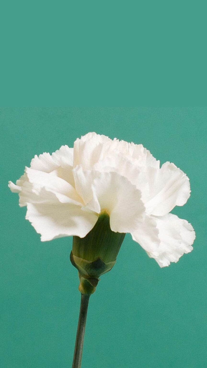 🌸What Makes Carnations and Snowdrops January birth flowers?