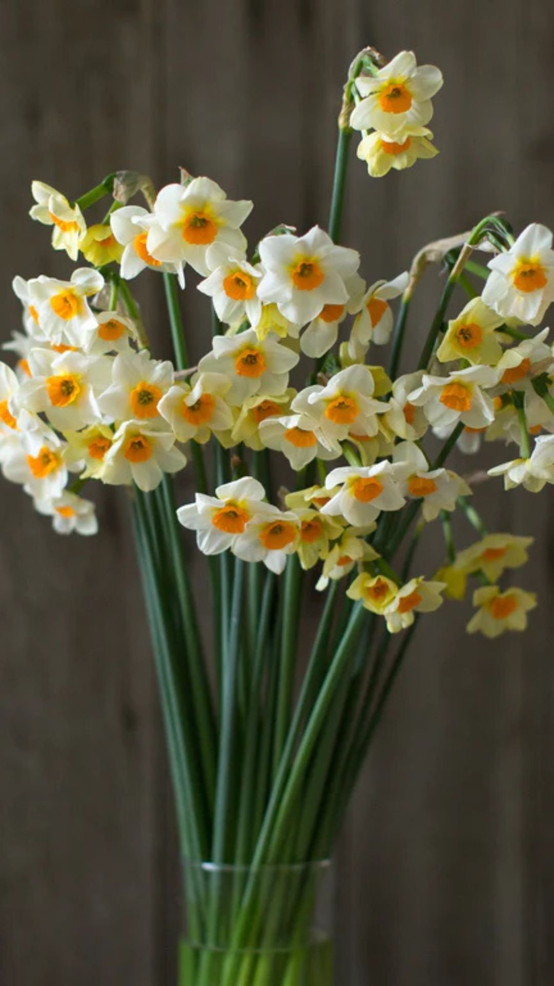🌸Birth Month Flowers | What is My Birth Flower?