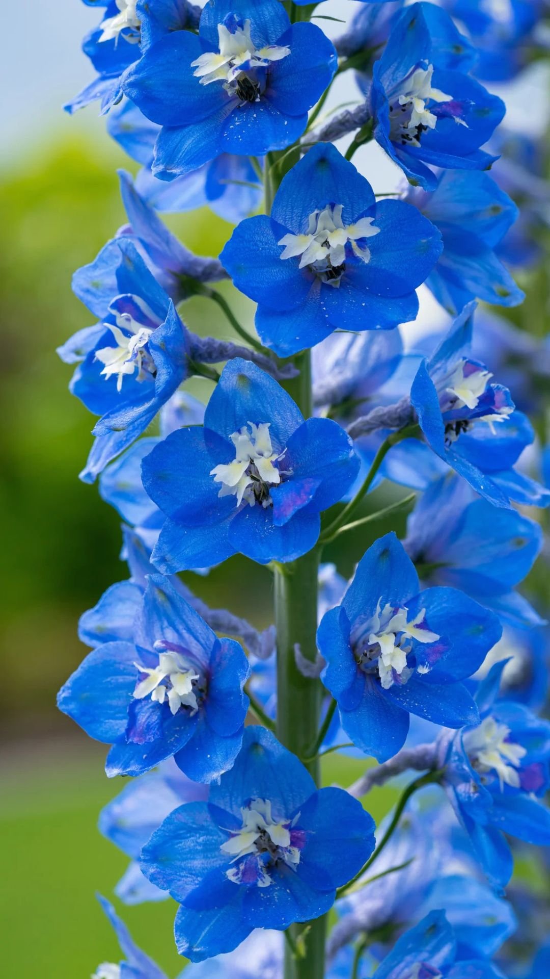 Learn What Your Birth Month Flowers Say About You
