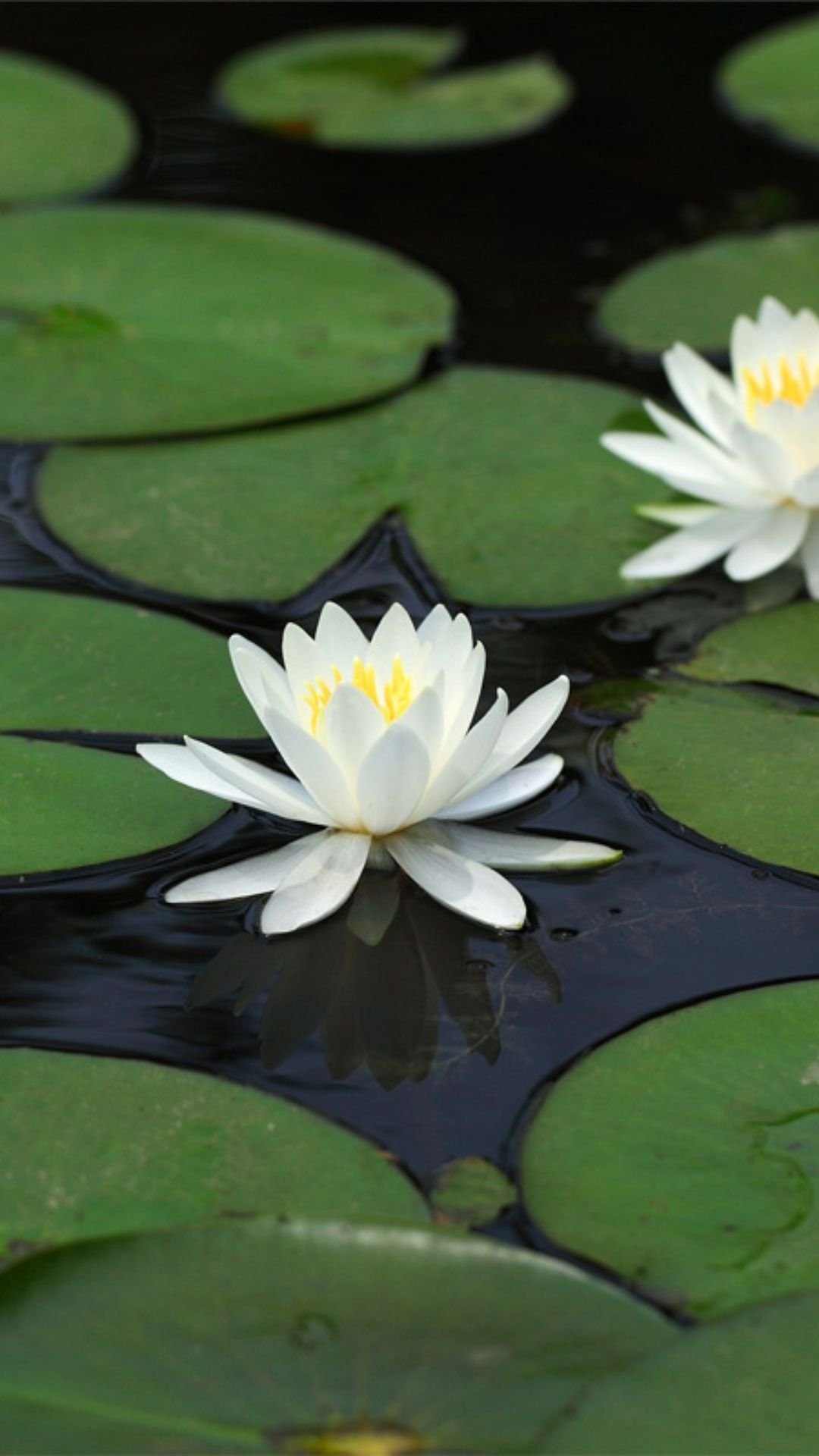🌸Birth Month Flowers | What is My Birth Flower?