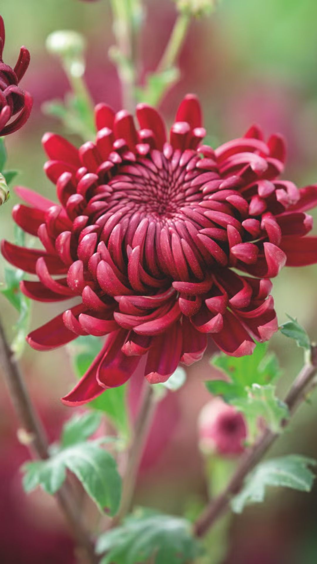 🌸Birth Month Flowers | What is My Birth Flower?