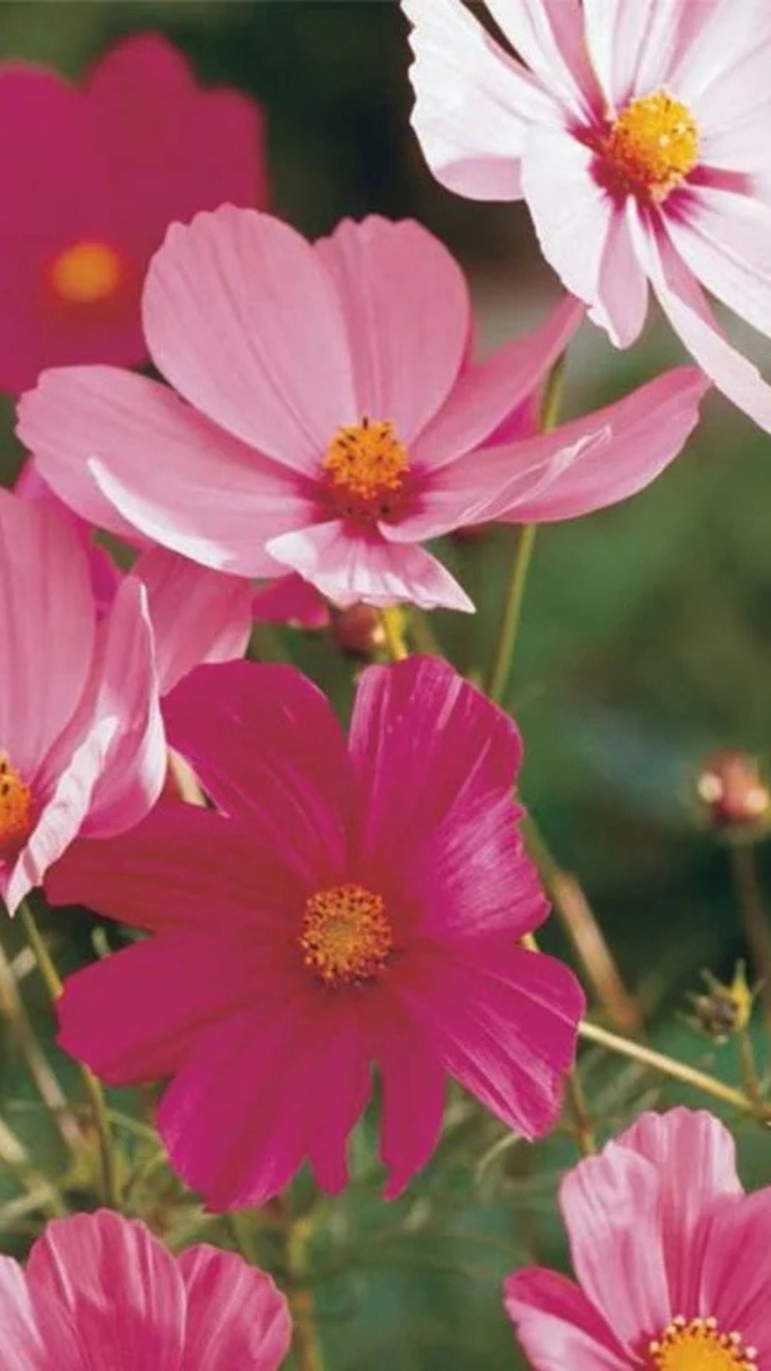 🌸Birth Month Flowers | What is My Birth Flower?